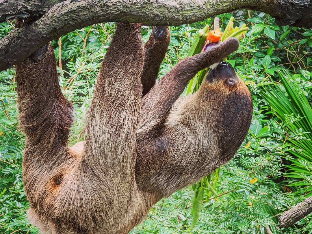 How I Conquered my Last Two Polynesian Nations: Tonga and Samoa ...